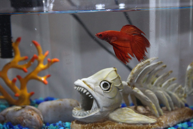 Our Favourite Funny Betta Fish Names (165 Names to Choose!)