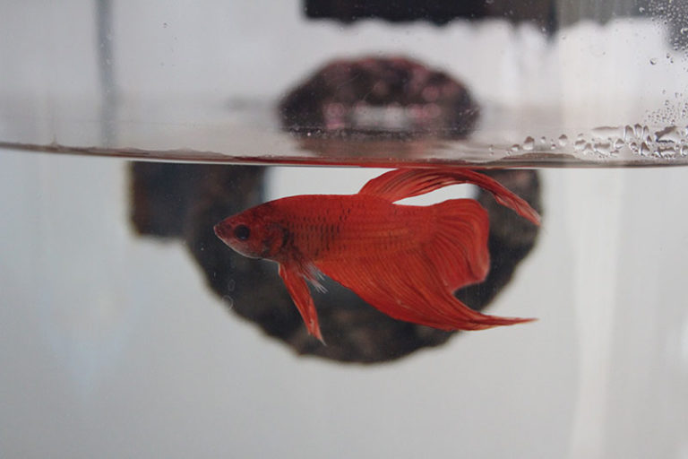 What Is the Life Expectancy of a Betta Fish? How Long Do They Live For?