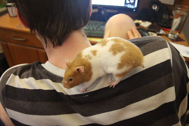 Do Hamsters Make Noises? What do Hamster Squeals & Screams Mean?