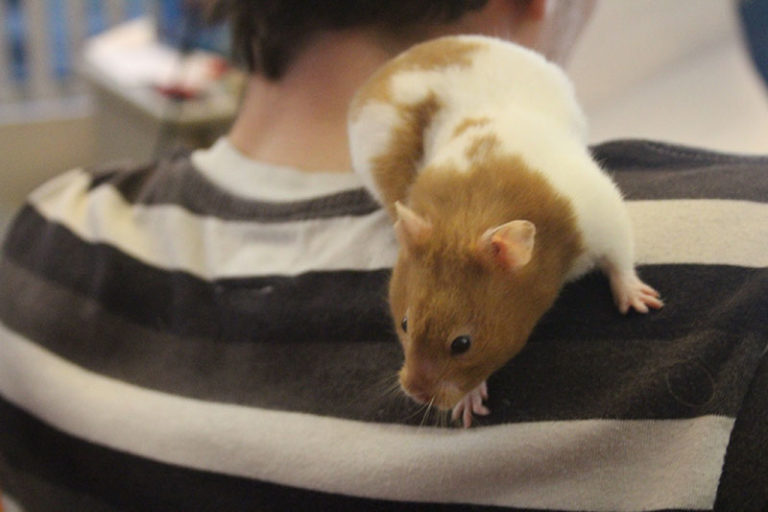 24 Of the Most Common Hamster Illnesses & Diseases