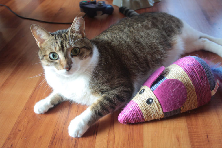 REVIEW: KONG Wrangler Scratch Mouse