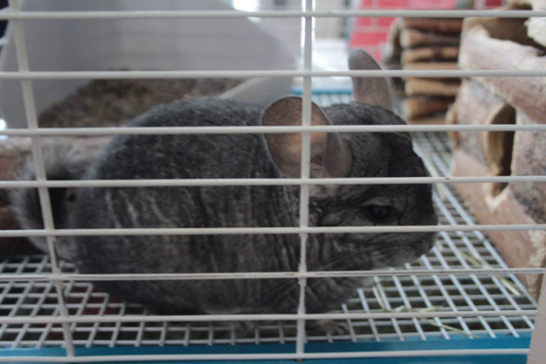 How Long Does a Chinchilla Live? How long is their Lifespan?
