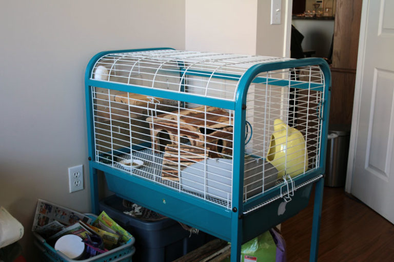 Top List of Our Favourite (And Inexpensive) Chinchilla Cages