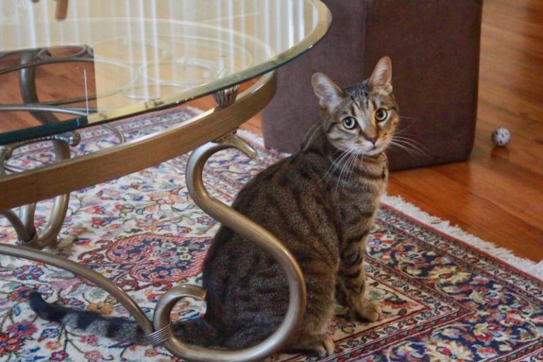 Visiting Walker for a Lazy Sunday (Cute Cat Story & Photos)
