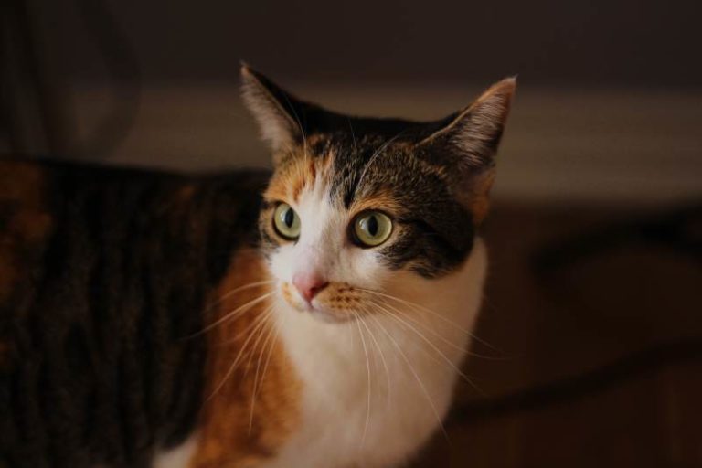 My Cat Stinks! Why Your Cat Smells & What You Can Do to Fix It!