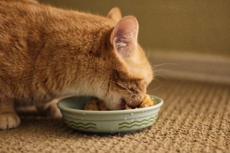 Can Cats Eat Rice? What Kind of Rice Safe for Cats?