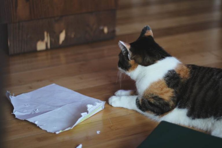 Why Does My Cat Tear up Paper? Ways to Get Your Cat to Stop